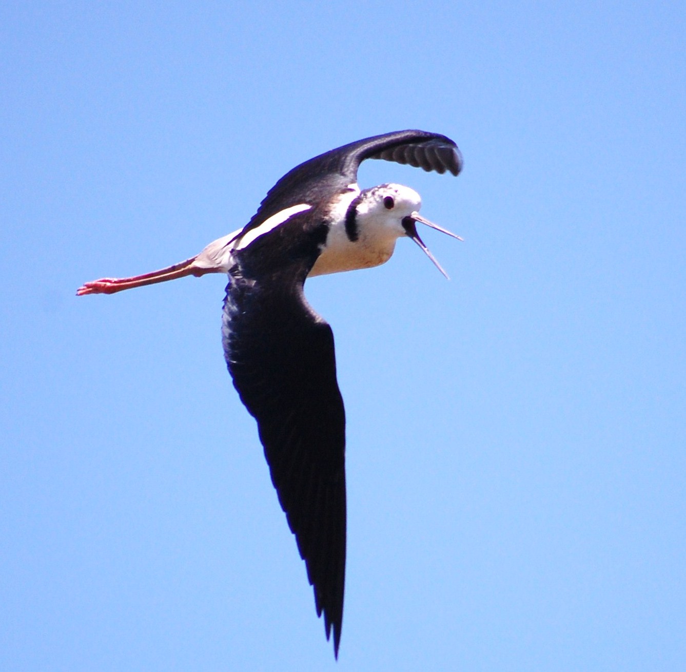 Imagens da vida animal: O voo das aves: Pernilongo (Himantopus himantopus)