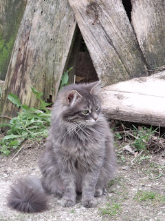 FABULO: JEU : "COMMENT CHAT VA