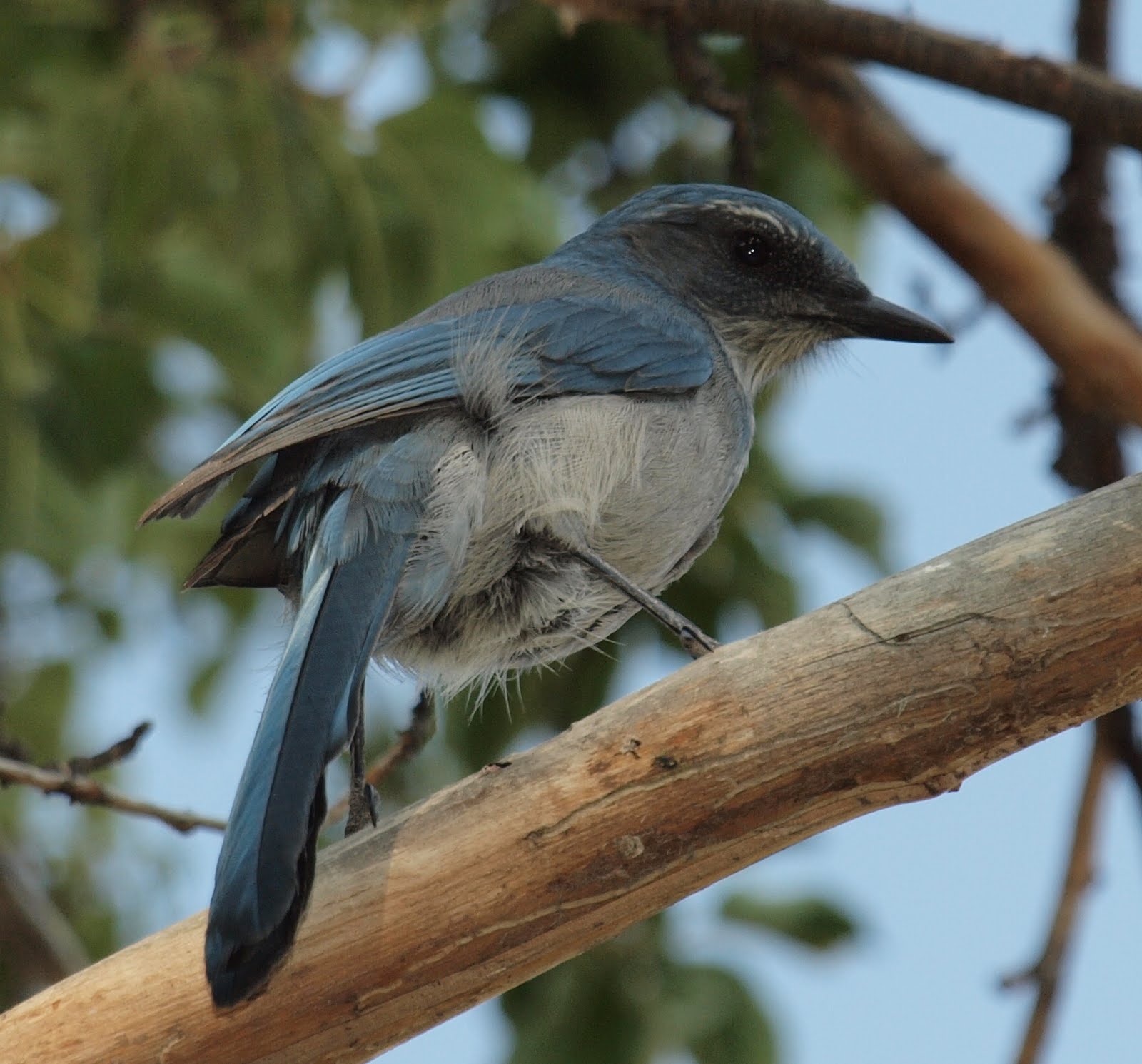 Birding Is Fun!: Backyard Scrubbies and Peanuts