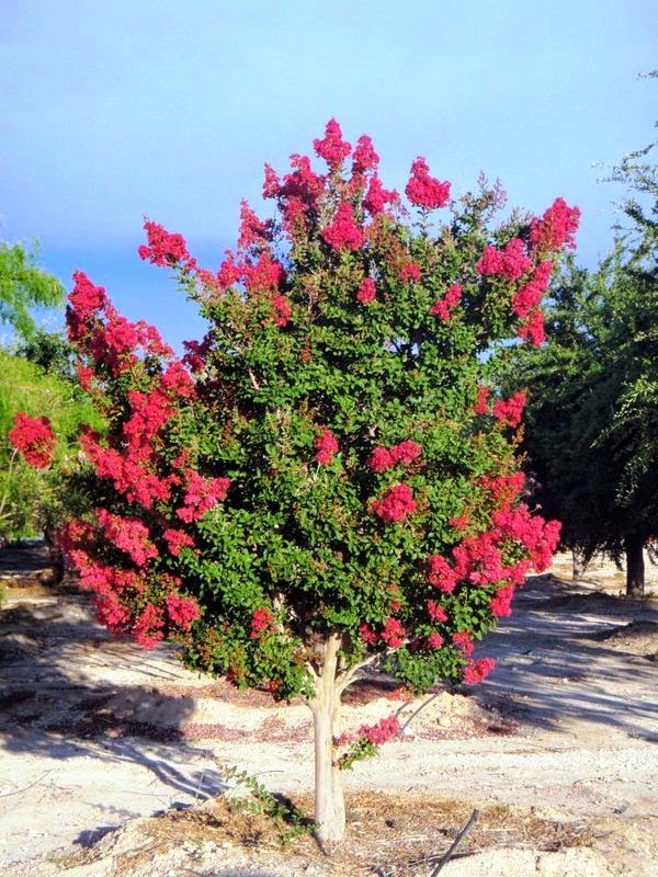 Xtremehorticulture of the Desert: Crape Myrtle Requires Additional Care ...