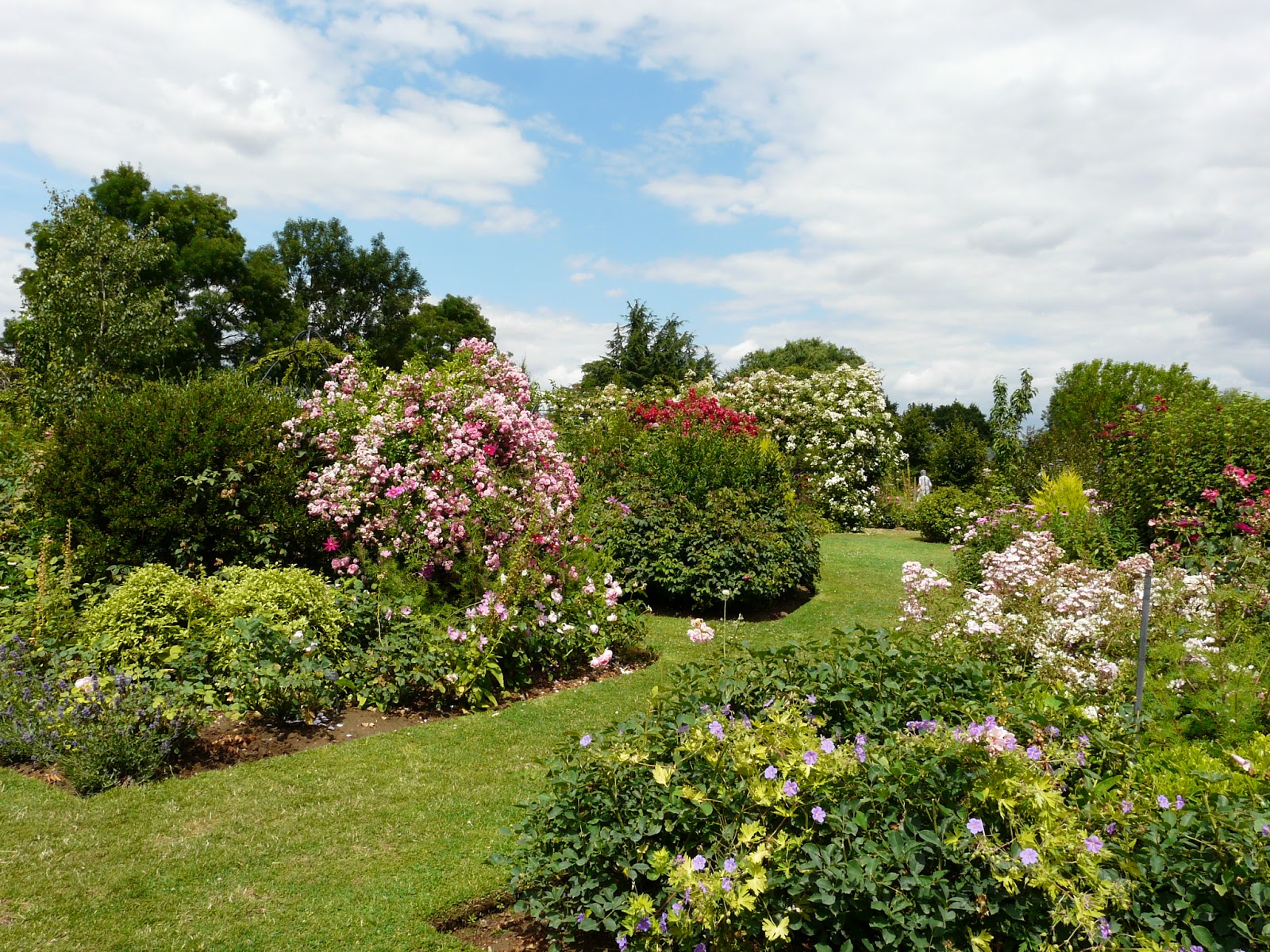 Cindy's Snaps: Peter Beales Roses, Attleborough