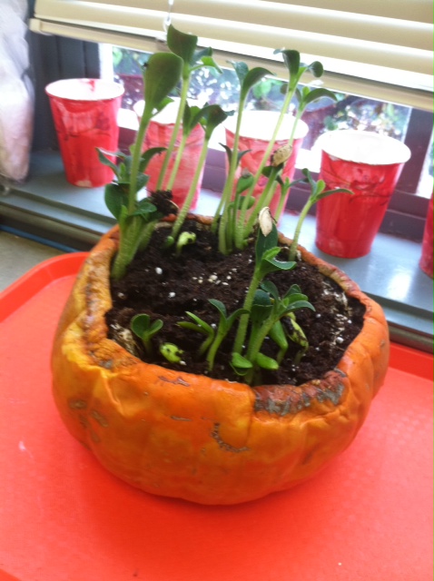 SpEd PreK: Magic Pumpkins
