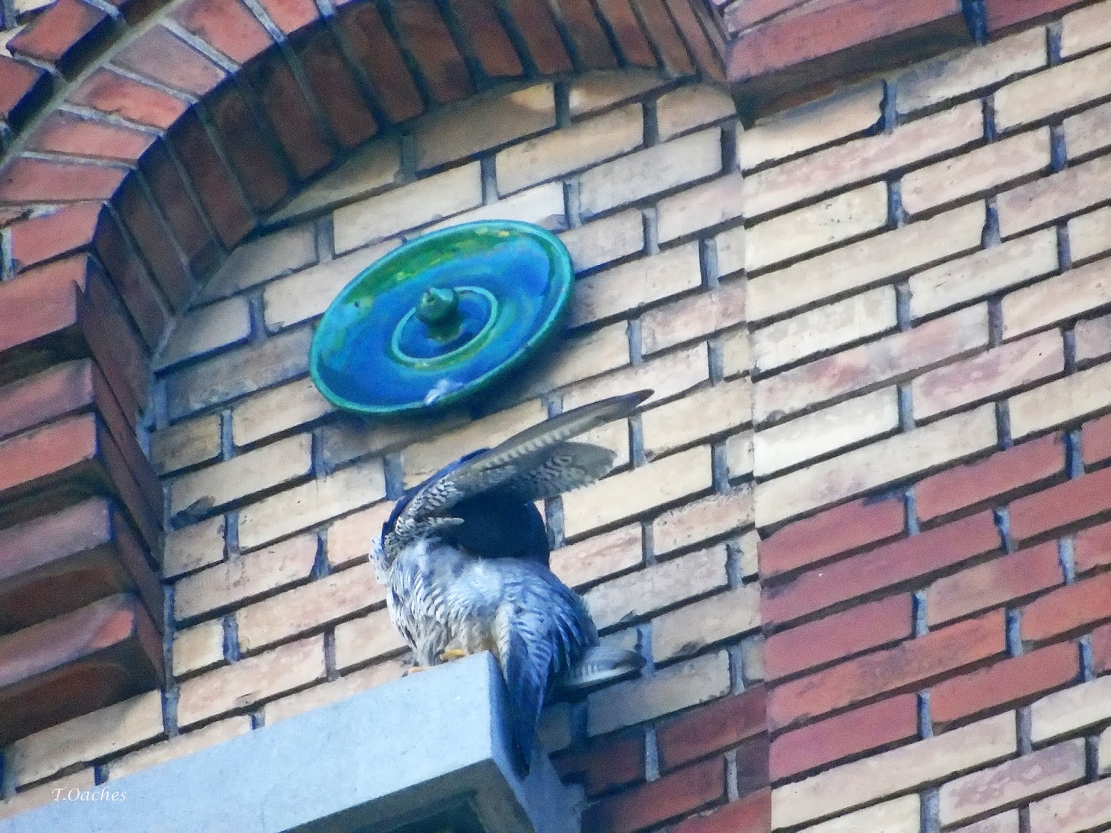 PASARI DIN ROMANIA: SOIM CALATOR, Falco peregrinus