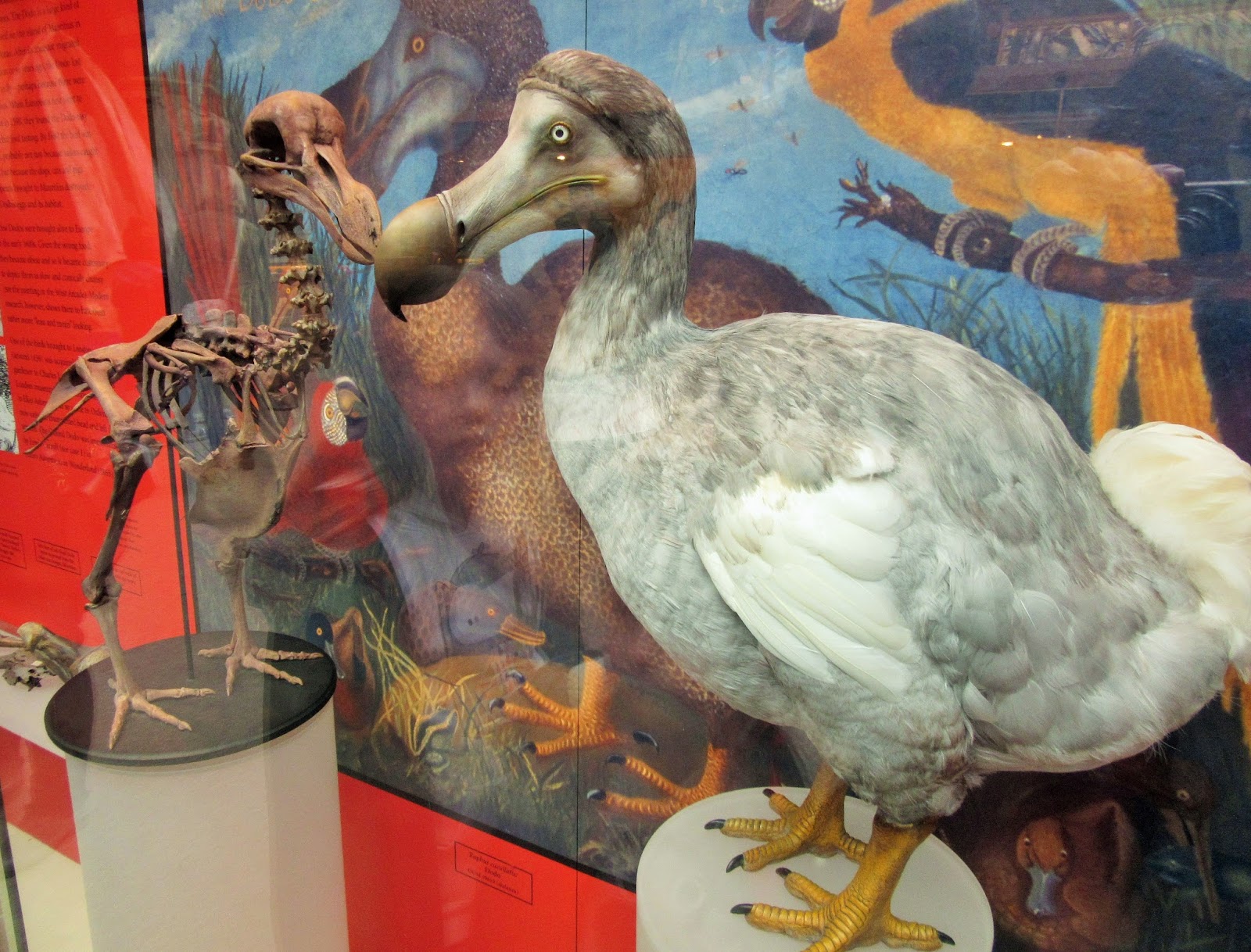 Bug Mad Girl: More than a Dodo