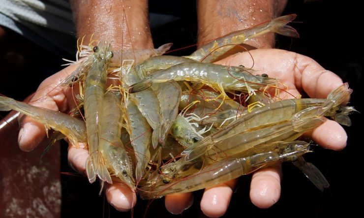 Todo para tus estanques de camarón