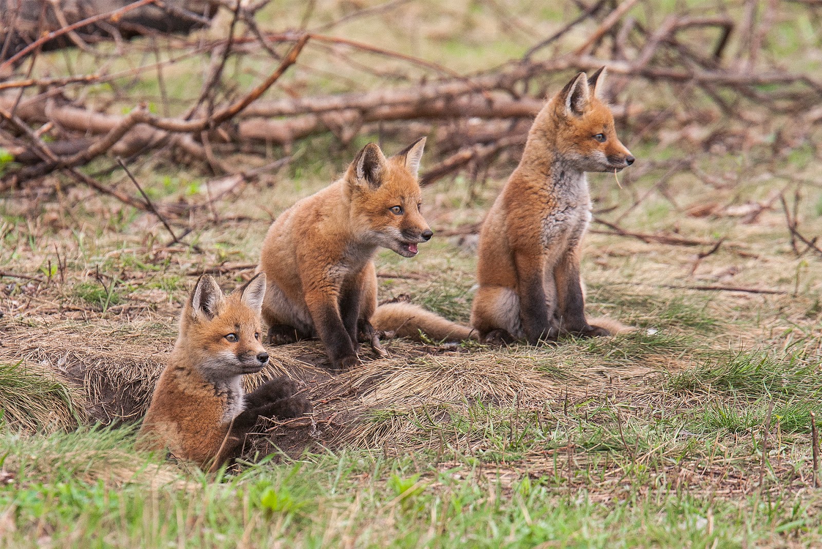 Northof49Photography: Canadian Wildlife Spotlight - The Red Fox
