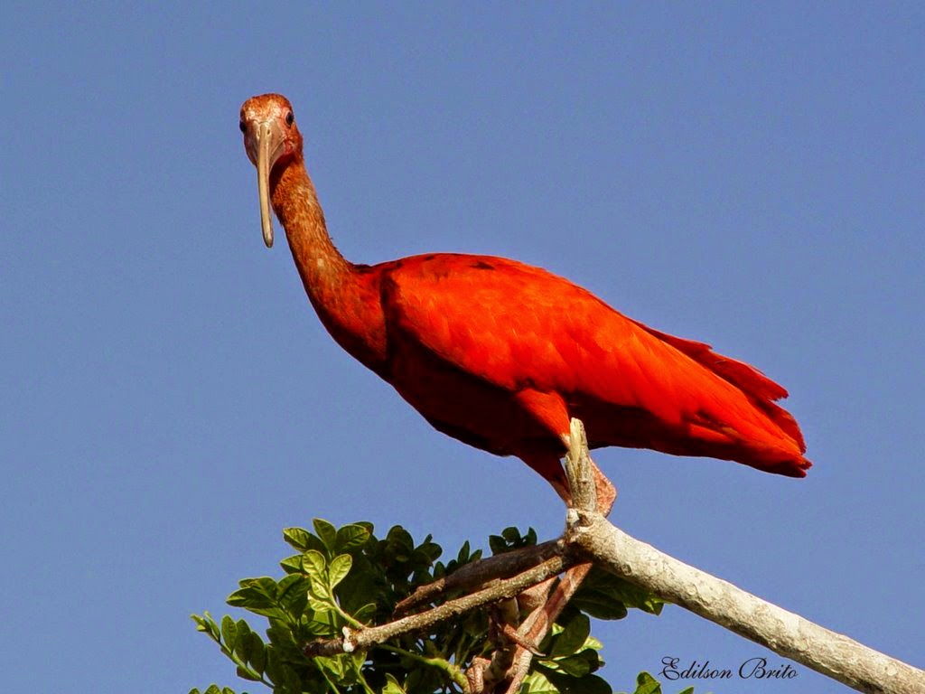 VOZ DE ILHA GRANDE : Ave Típica do Delta do Parnaíba: Guará Vermelho