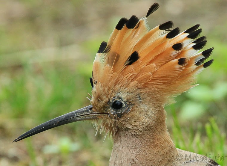 Roadrunners Mike and Linda: Hoopoe, Upupe epops, bird with Red Indian ...