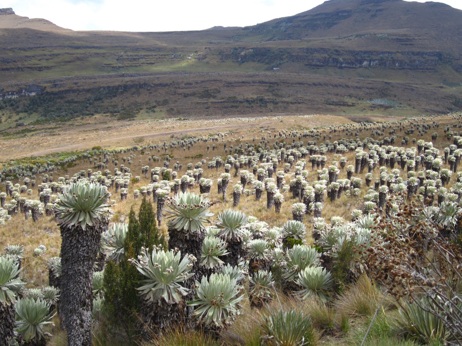 turismo boyaca: caminatas paramo de oceta