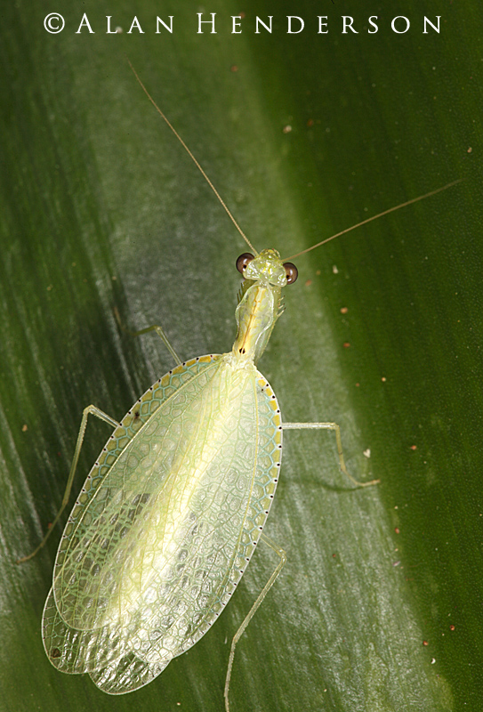 Minibeast Wildlife - Rainforest Encounters: Net-winged Mantids