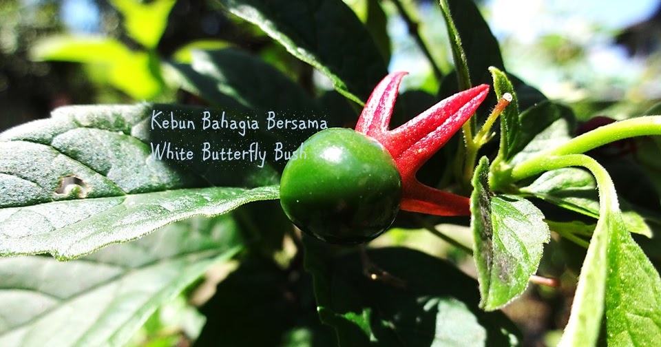 Kebun Bahagia Bersama: Kembang Bugang Berkembang di Taman Teman Kebun ...