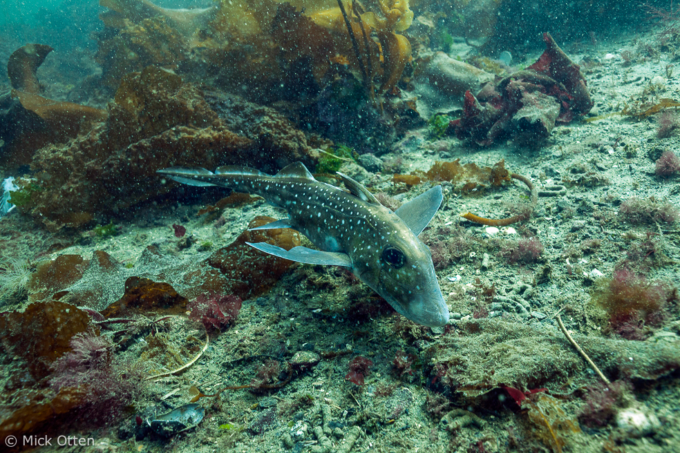 Mick's marine biology: Meet the fascinating spotted ratfish