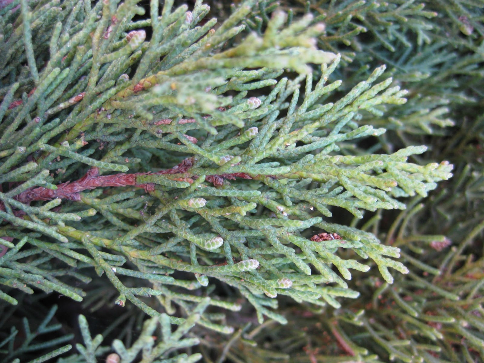 Trees of Santa Cruz County: Cupressus sempervirens - Italian Cypress