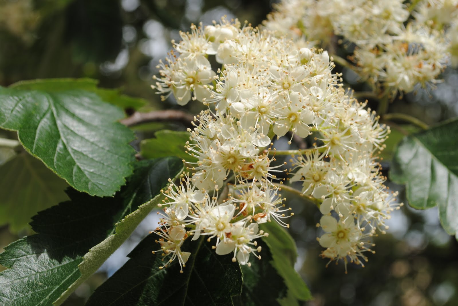 Parkträdgårdsbloggen: Oxel