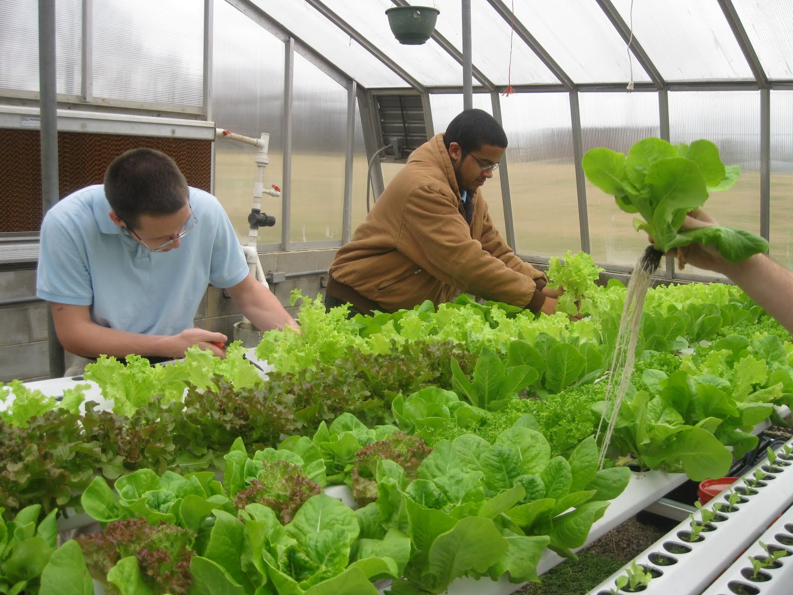 Agriculture Advanced Studies Hydroponics Project