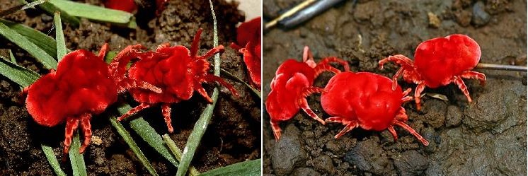 இந்திரகோபம் (மூதாய் பூச்சி - செம்பட்டுப் பூச்சி)