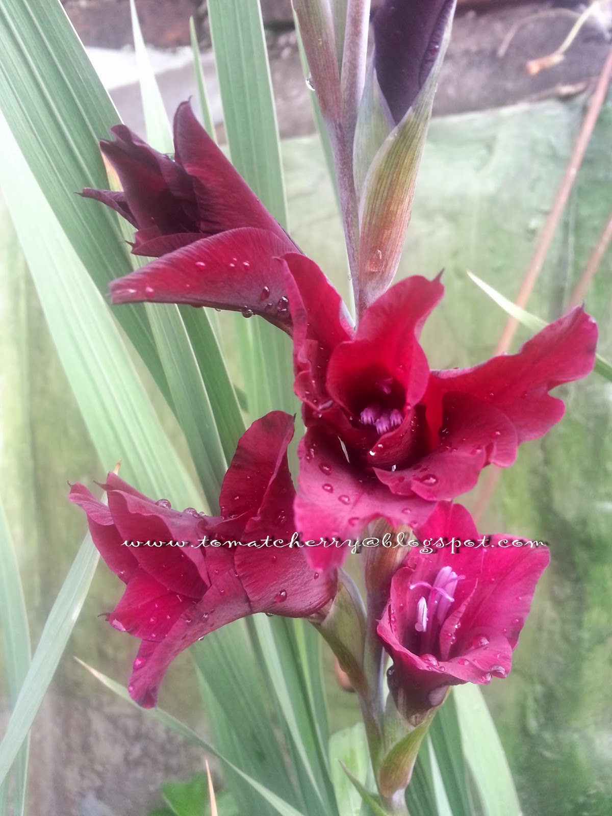 Tomat Cherry: Bunga Gladiol
