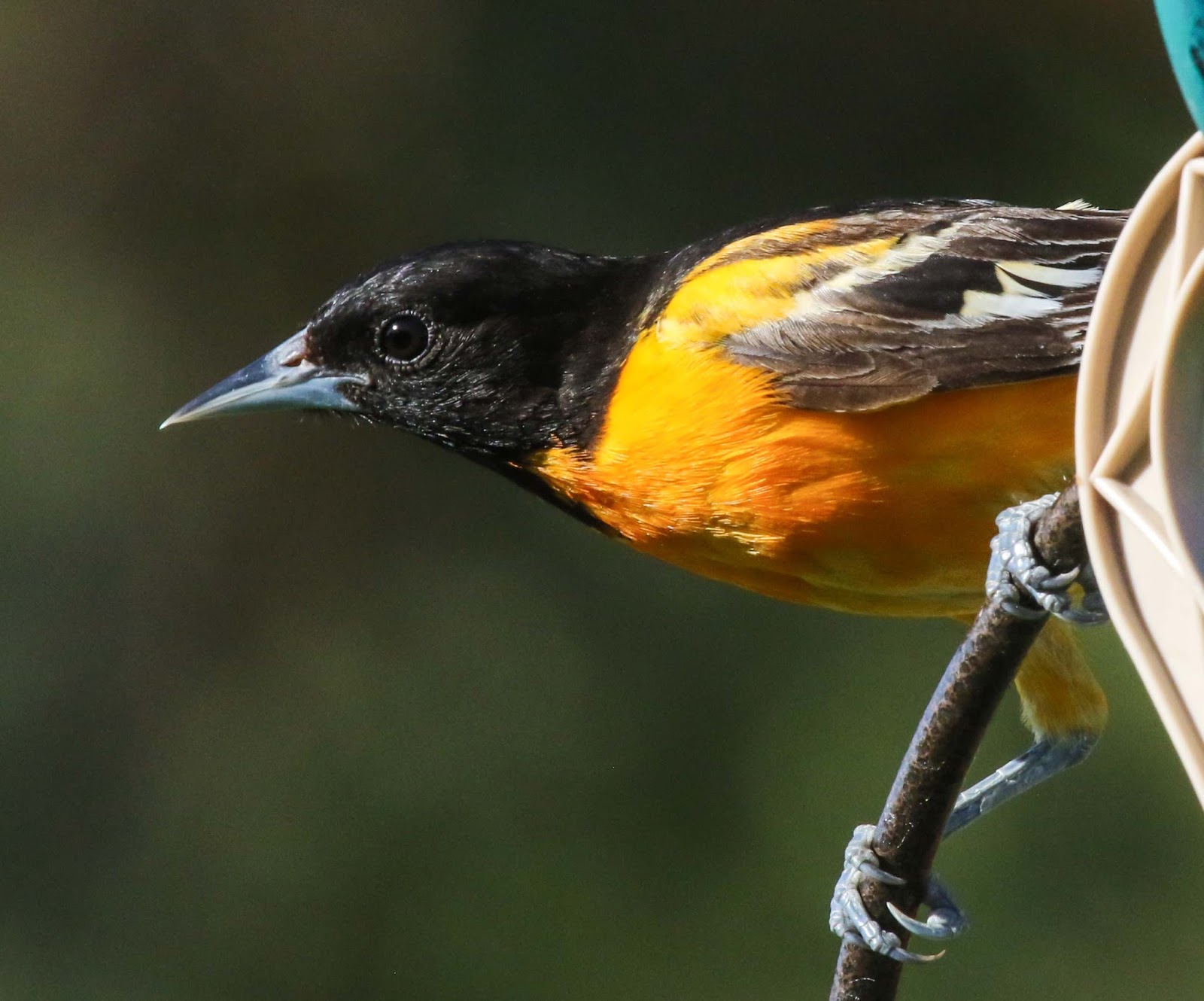 Northern Oriole