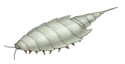 Los animales en la prehistoria: Animales prehistóricos con la letra K