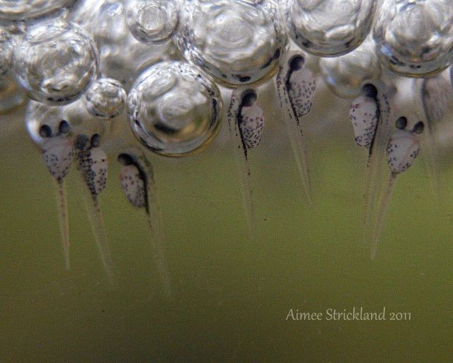 Budidaya Infusoria Pakan Alami Burayak Ikan - cara ternak ikan