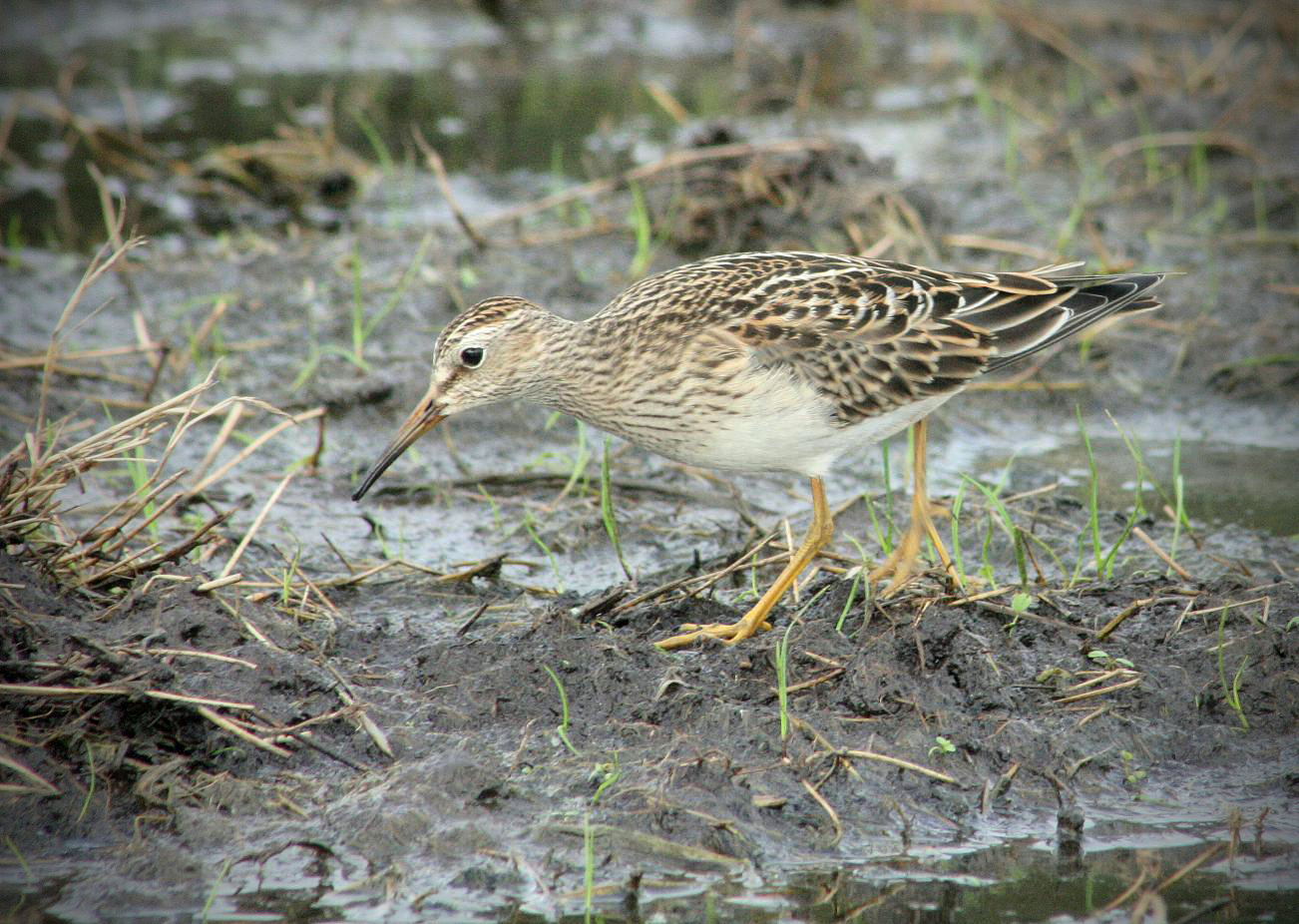 A life at the shoreline. .. by Jeff Copner : Pectoral sandpiper at Kilmurry