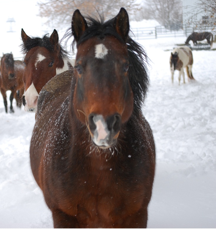DoubleHP at New Hope Horse Shelter: Baylee has rejoined the herd!