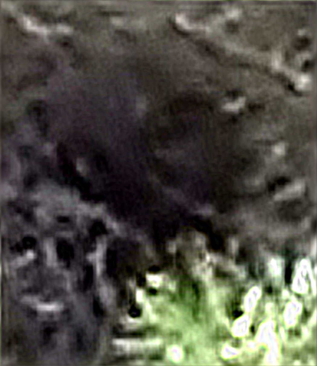 The Bigfoot Field Journal: Research Update - Bigfoot Peeking At Me?