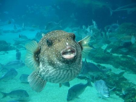 Funny looking fish |Funny Animal