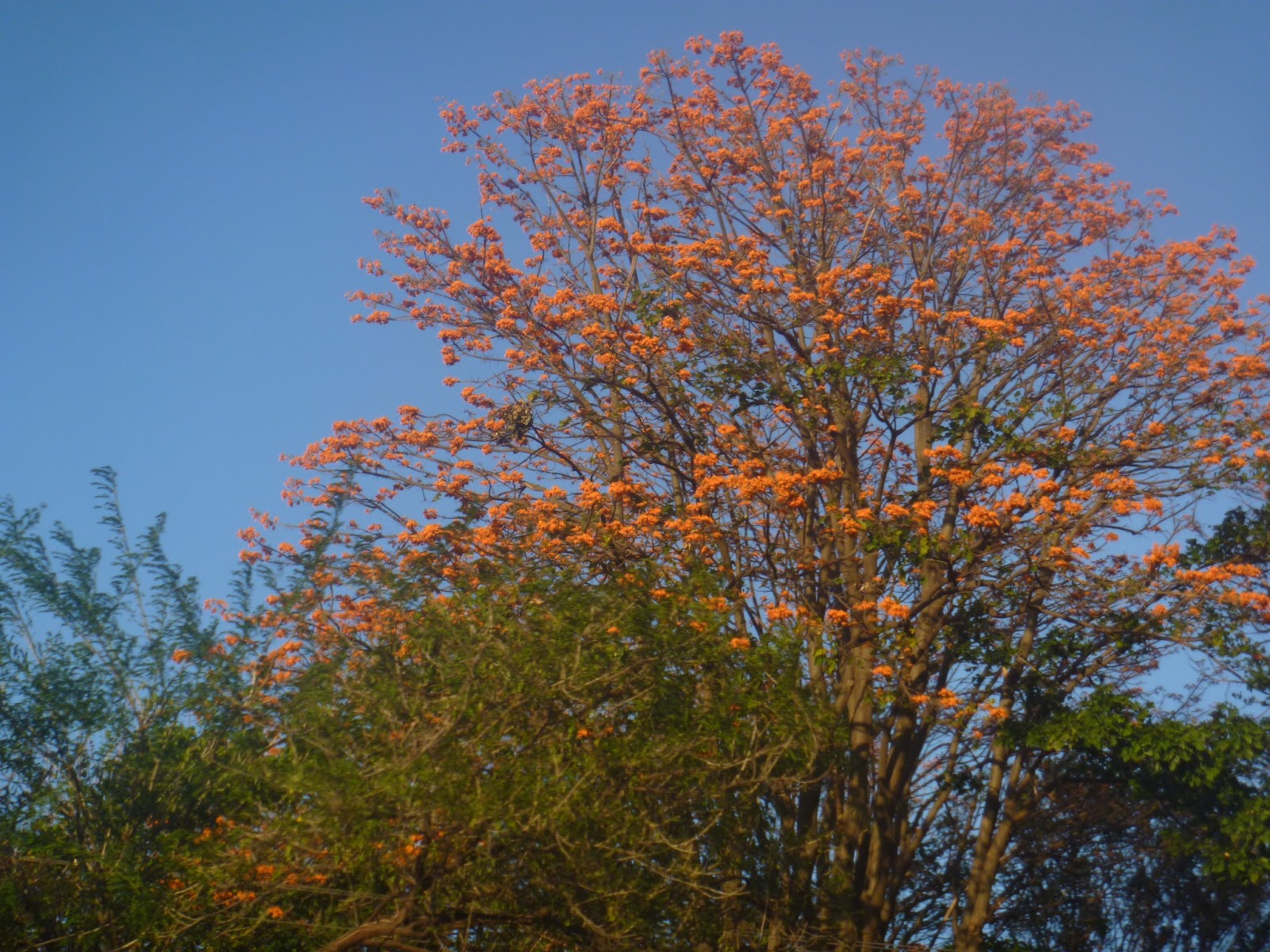 ROMBO Software: El Poró Gigante en Costa Rica