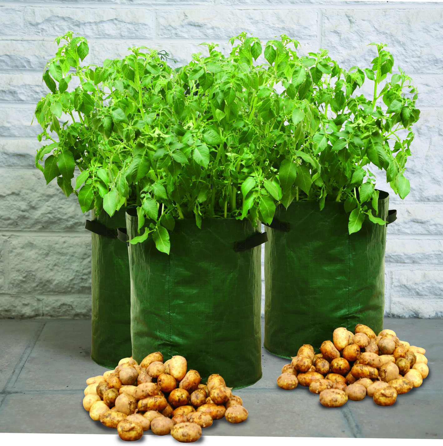 How to Plant your Seed Potatoes - Haxnicks