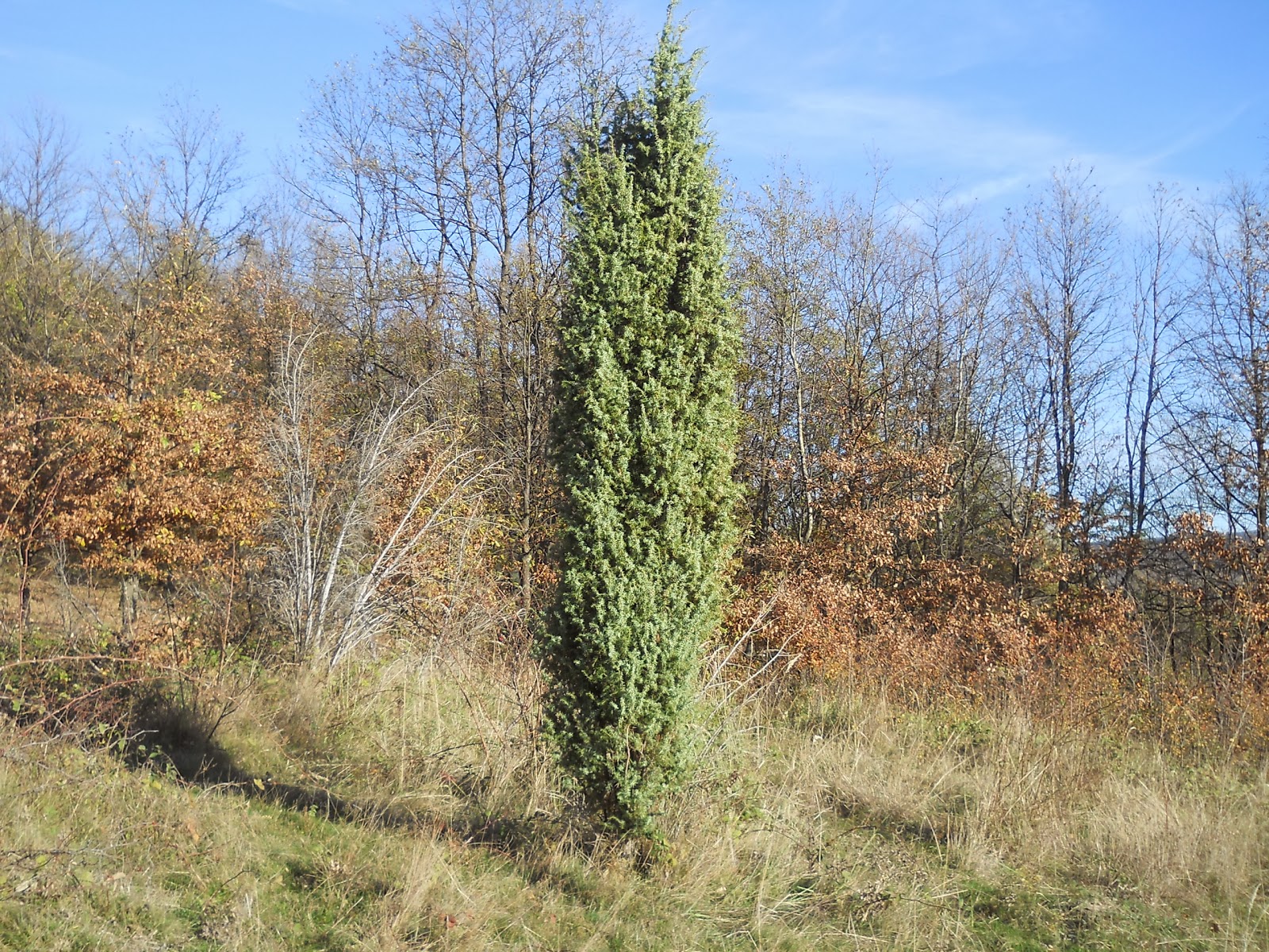 blogu lui florica: Ienuparul-juniperus communis