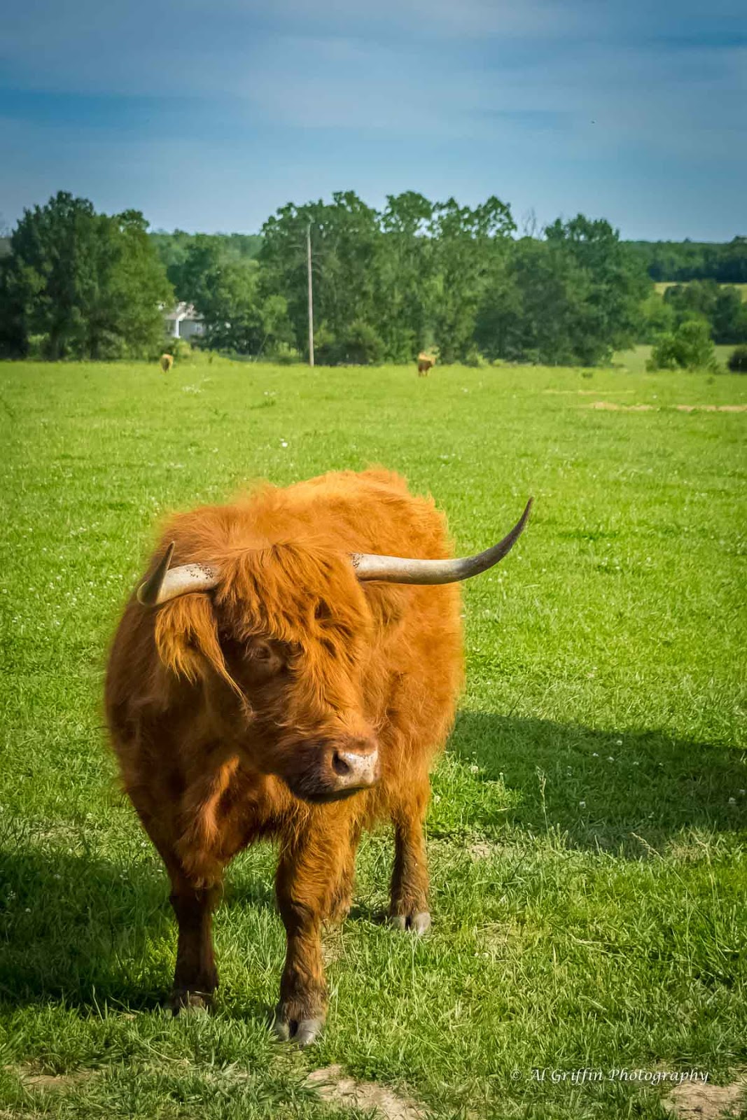 Our Eyes Upon Missouri: Highway H Highland Cattle Ranch, Owned and ...