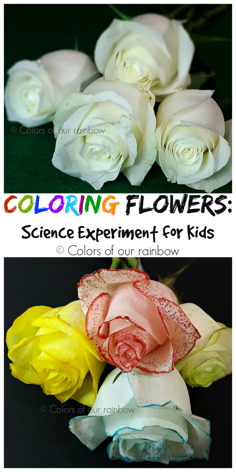 Colors of our Rainbow: COLORING FLOWERS: Science experiment for kids