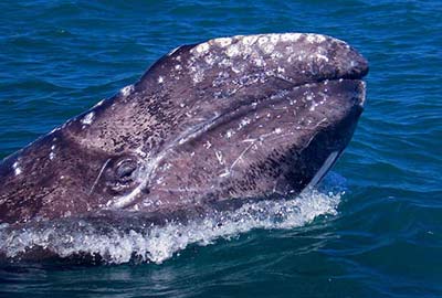 el blog de arcicarmen