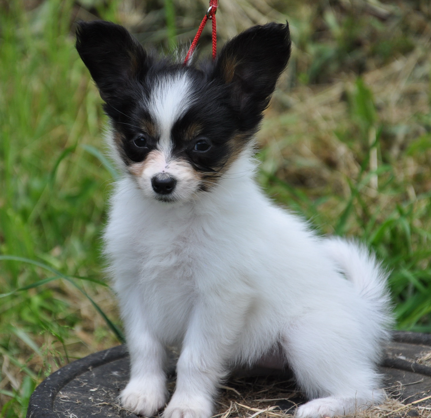 Road's End Papillons : 7 Week old Papillon Puppies