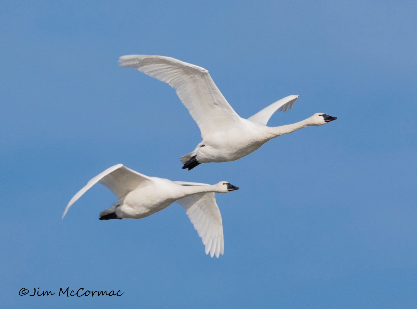 Ohio Birds and Biodiversity: Nature: Giant swans make yearly visit on ...