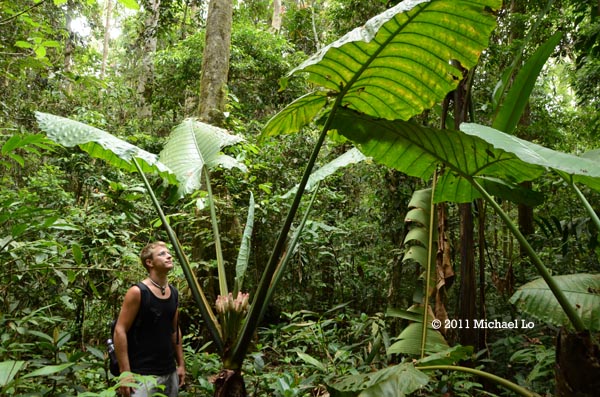 The rainforests of Borneo & Southeast Asia: Aroids from Sabah (Sept 2011)