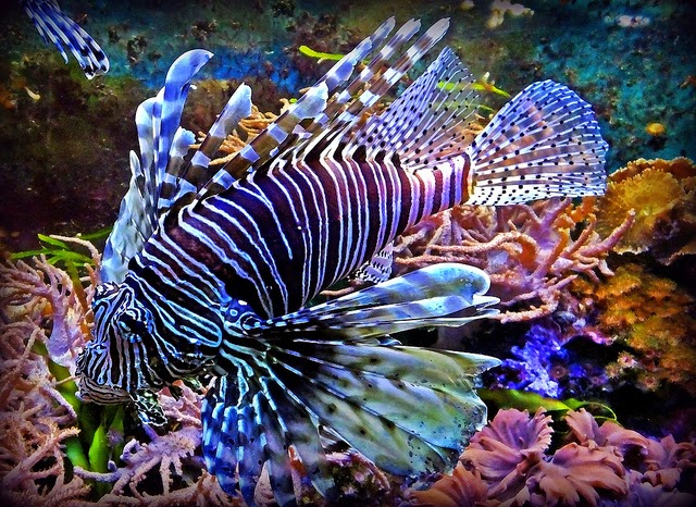 Fish Observer: Alien fish species