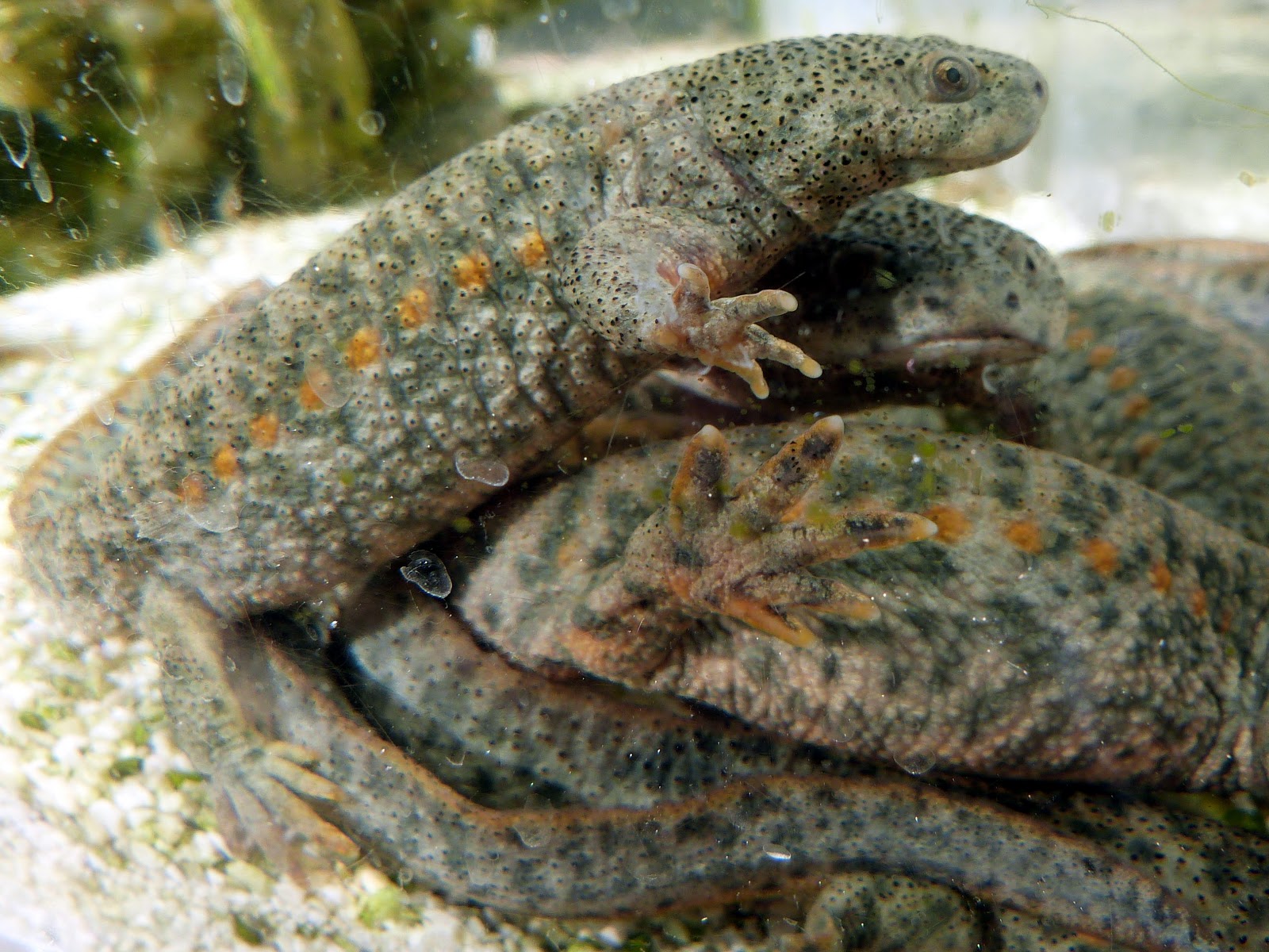 Taxonomía Chordata: Clase Amphibia