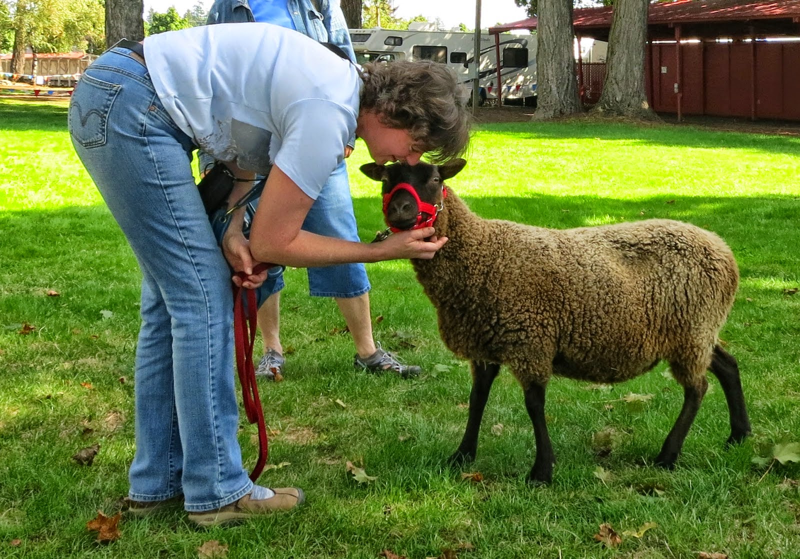 Boulderneigh: My long and lovely lady-sheep