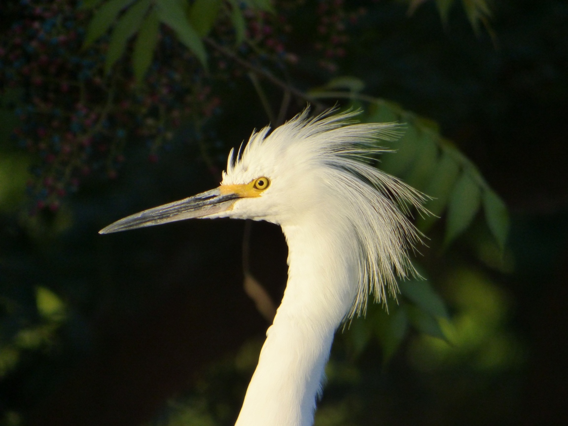 Geotripper's California Birds: Snowy Egret on the CSU Stanislaus Campus