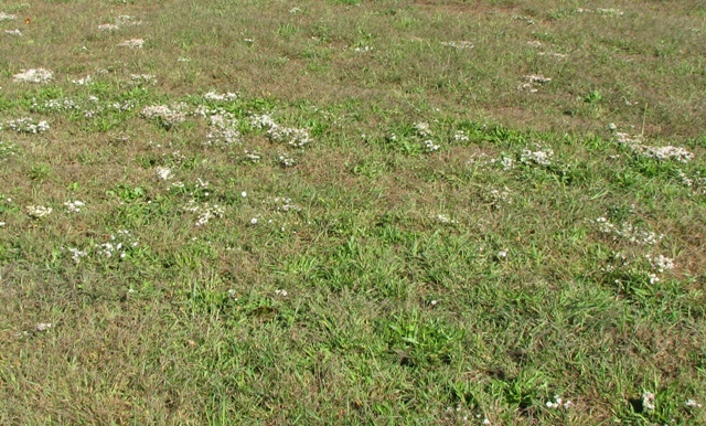 Pollinators: Lawn for Pollinators. Grass Companions