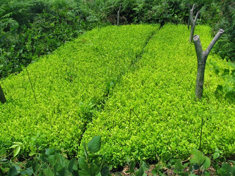 BLOG DO PROFESSOR MARCIANO DANTAS: O CULTIVO DE COCA NA AMÉRICA LATINA