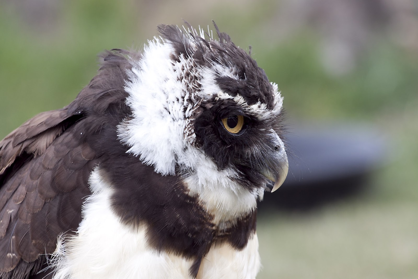 Ann Brokelman Photography: Red-tailed Hawk, Speckled Owl, Turkey ...