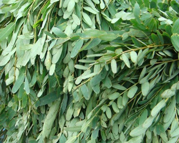 The Earth of India: All About Agathi (Sesbania grandiflora)