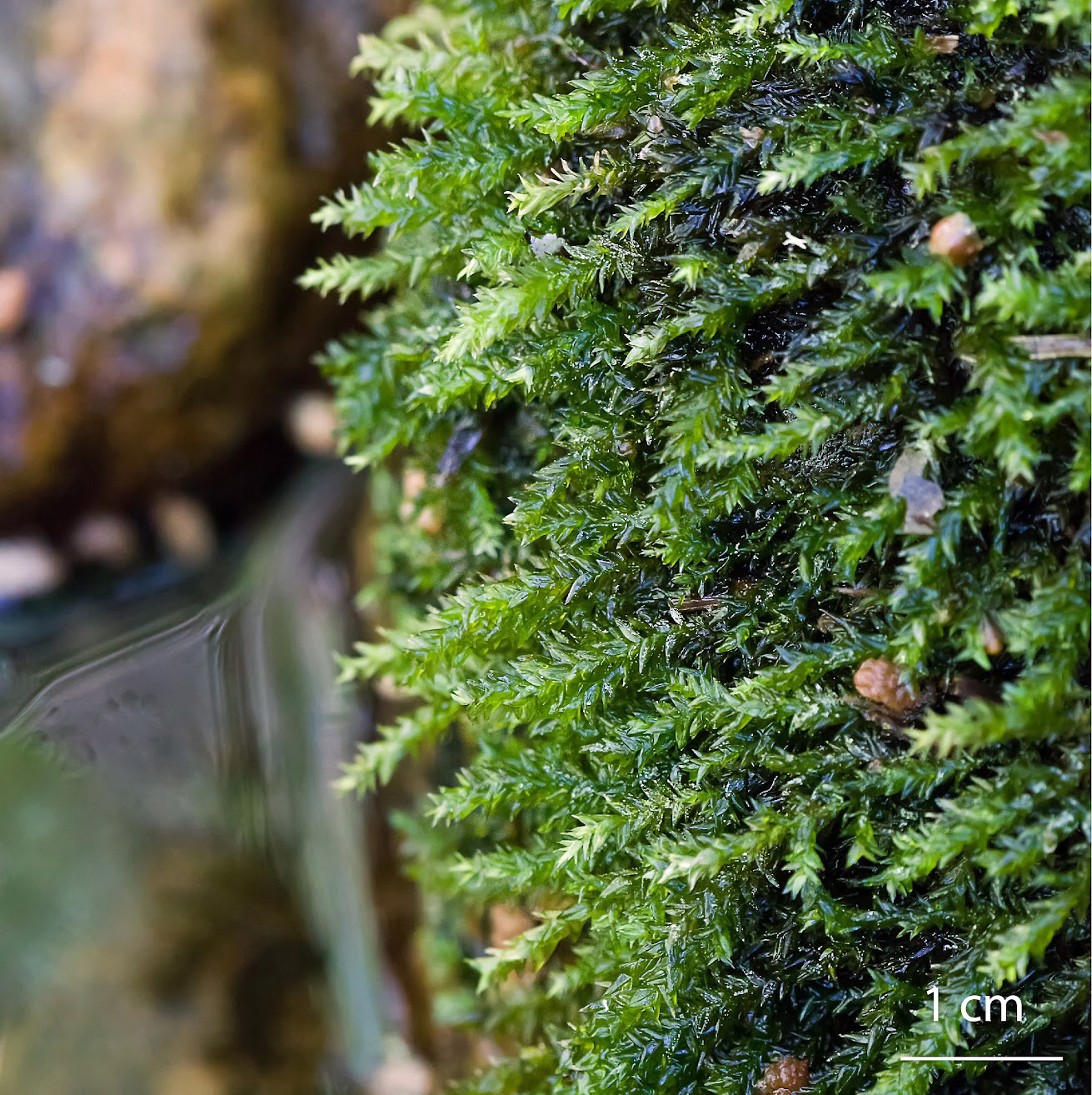 Proyecto Musgo: Platyhypnidium riparioides