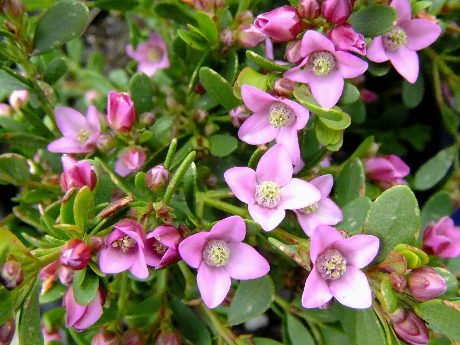 Beauty Of Flowers: Boronia