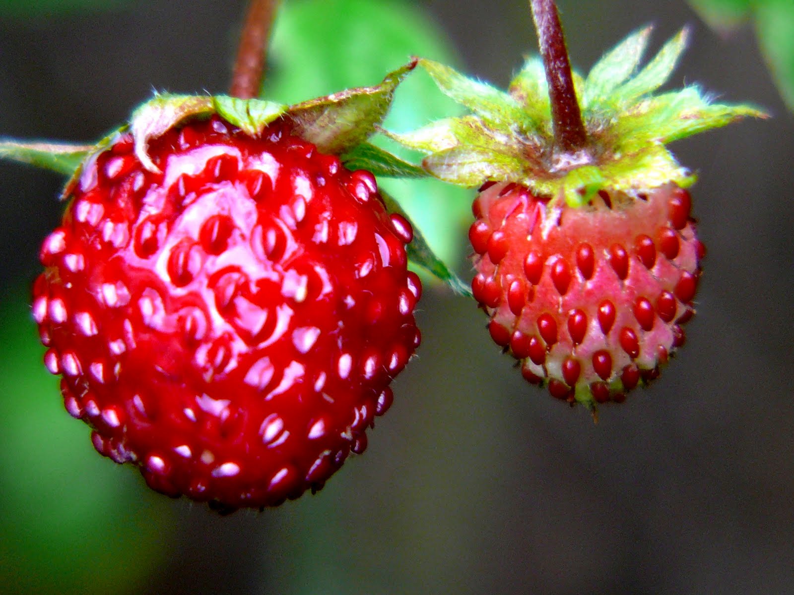 ullefotograf: SMULTRON