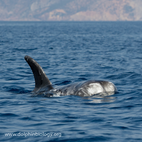 Dolphin Biology and Conservation: Yaya's melon