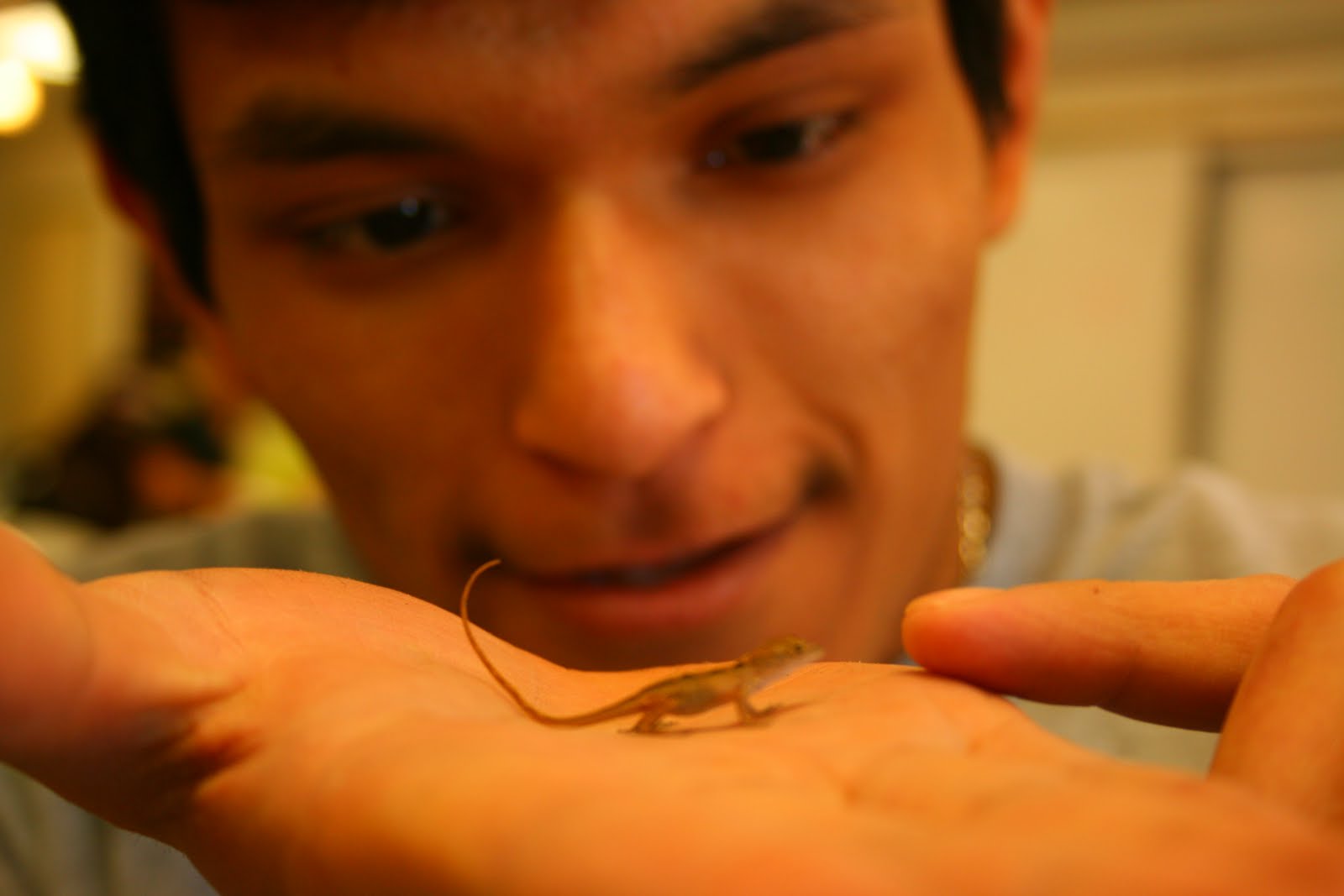 Wide World Science: What have we been up to this year? Lizards (and an ...